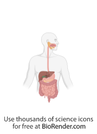 Free Digestive System Icons, Symbols & Images | BioRender