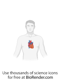 Free Heart (male) Icons, Symbols & Images | BioRender