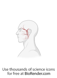 Free Temporal artery (lateral, adult male) Icons, Symbols & Images ...