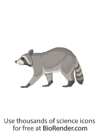 Free Raccoon (Procyon lotor) Icons, Symbols & Images | BioRender
