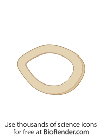 Free Mouse leg bone (femur, cross-section) Icons, Symbols & Images ...