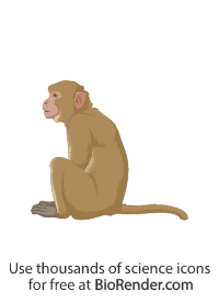 Free Rhesus macaque monkey (lateral, sitting) Icons, Symbols & Images ...