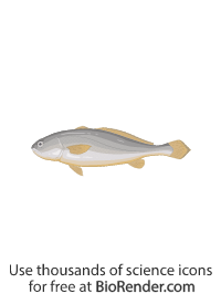 Free Fish Icons, Symbols & Images | BioRender