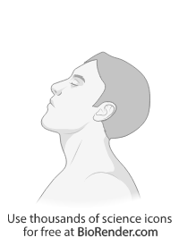 Free Adult male head (lateral, tilted) Icons, Symbols & Images | BioRender