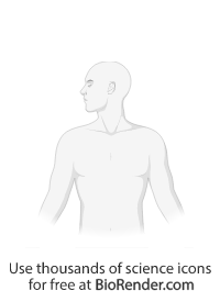 Free Adult male upper body (anterior, lateral head, hairless) Icons ...