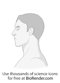 Free Adult male head (lateral) Icons, Symbols & Images | BioRender