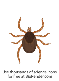 Free Hyalomma marginatum (female) Icons, Symbols & Images | BioRender