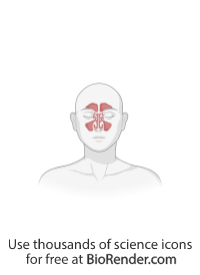 Free Paranasal sinuses (female, anterior) Icons, Symbols & Images ...