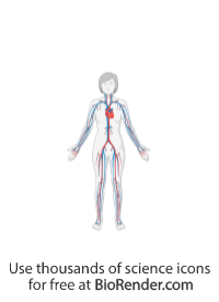 Free Circulatory system (female) Icons, Symbols & Images | BioRender