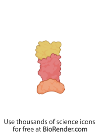 Free MS2-p65-HSF1 complex Icons, Symbols & Images | BioRender