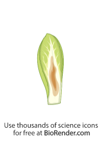 Free Belgian endive (rotting) Icons, Symbols & Images | BioRender
