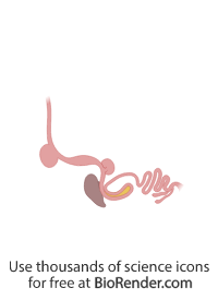 Free Chicken (digestive tract) Icons, Symbols & Images | BioRender