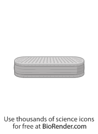 Free Diatom (Fragilariopsis cylindrus) Icons, Symbols & Images | BioRender