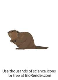 Free Castor canadensis (North American beaver) Icons, Symbols & Images ...