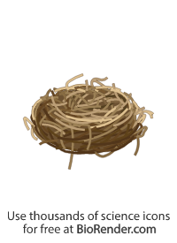 Free Bed-r'Nest Icons, Symbols & Images | BioRender