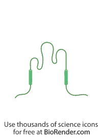 Free CD36 Icons, Symbols & Images | BioRender