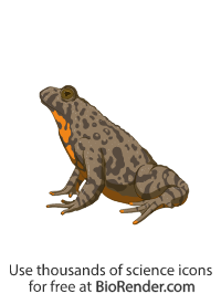 Free European fire-bellied toad (Bombina bombina) Icons, Symbols ...