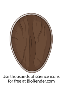 Free Cacao bean (half) Icons, Symbols & Images | BioRender
