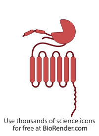 Free GABA-B1 Icons, Symbols & Images | BioRender