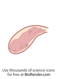 Free Cow (in utero, newborn) Icons, Symbols & Images | BioRender
