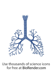 Free Trachea (with alveoli) Icons, Symbols & Images | BioRender