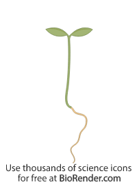 Free Seedling 3 Icons, Symbols & Images | BioRender