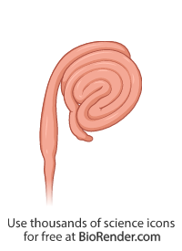 Free Pig (intestine, large, anterior) Icons, Symbols & Images | BioRender