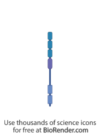 Free MuSK Icons, Symbols & Images | BioRender