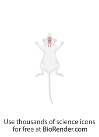 Free Mouse circulatory system (circle of willis, on brain and body ...