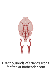 Free Mouse circulatory system (circle of willis, on brain) Icons ...