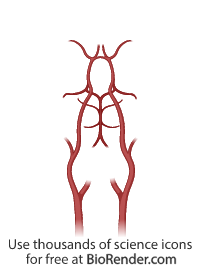 Free Mouse circulatory system (circle of willis) Icons, Symbols ...