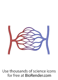 Free Capillary bed Icons, Symbols & Images | BioRender