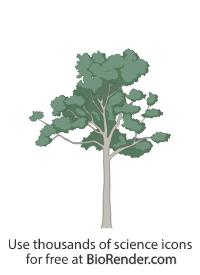 Free Generic tree Icons, Symbols & Images | BioRender