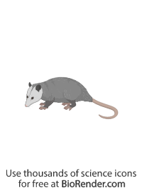Free Virginia Opossum (Didelphis virginiana) Icons, Symbols & Images ...