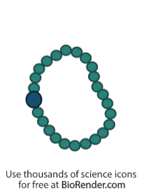 Free LASV (S RNA) Icons, Symbols & Images | BioRender