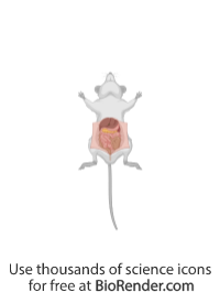 Free Mouse (supine, dissected) Icons, Symbols & Images | BioRender