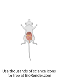 Free Mouse (supine, GI tract) Icons, Symbols & Images | BioRender
