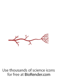 Free Vessel (generic, branching 2) Icons, Symbols & Images | BioRender