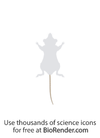 Free Supine mouse (with tail vertebrae) Icons, Symbols & Images | BioRender