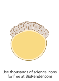 Free Zebrafish embryo 05b. (32 cell stage cross section) Icons, Symbols ...
