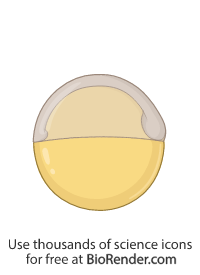 Free Zebrafish embryo 14. (shield stage) Icons, Symbols & Images ...