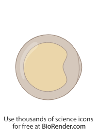 Free Zebrafish embryo 15. (shield stage, animal pole view) Icons ...