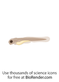 Free Zebrafish embryo 24. (protruding mouth stage) Icons, Symbols ...