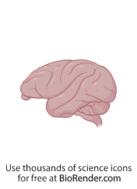 Free Rhesus macaque monkey (brain, lateral) Icons, Symbols & Images ...