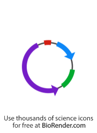 Free Minicircle (4) Icons, Symbols & Images | BioRender