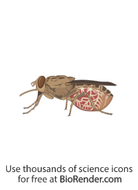 Free Tsetse fly Icons, Symbols & Images | BioRender