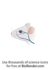 Free Mouse head (lateral, with intraorbital veins) Icons, Symbols ...