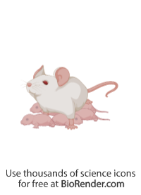 Free Mouse pup (young, with mom 1) Icons, Symbols & Images | BioRender
