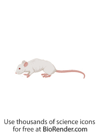 Free Mouse (cachexia, lateral) Icons, Symbols & Images | BioRender