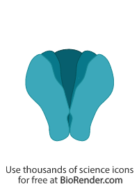 Free Nicotinic receptor (pentameric, desensitized) Icons, Symbols ...